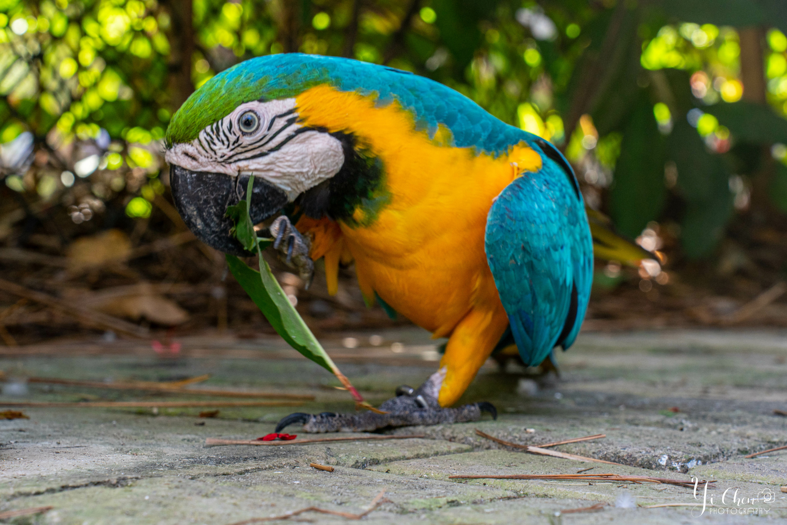 Colombia Day 7 - National Aviary & Celele - Yi's Blog